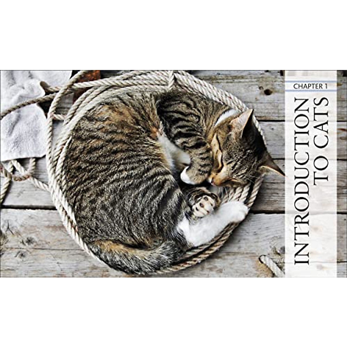 The Cat Encyclopedia: The Definitive Visual Guide (DK Pet Encyclopedias)