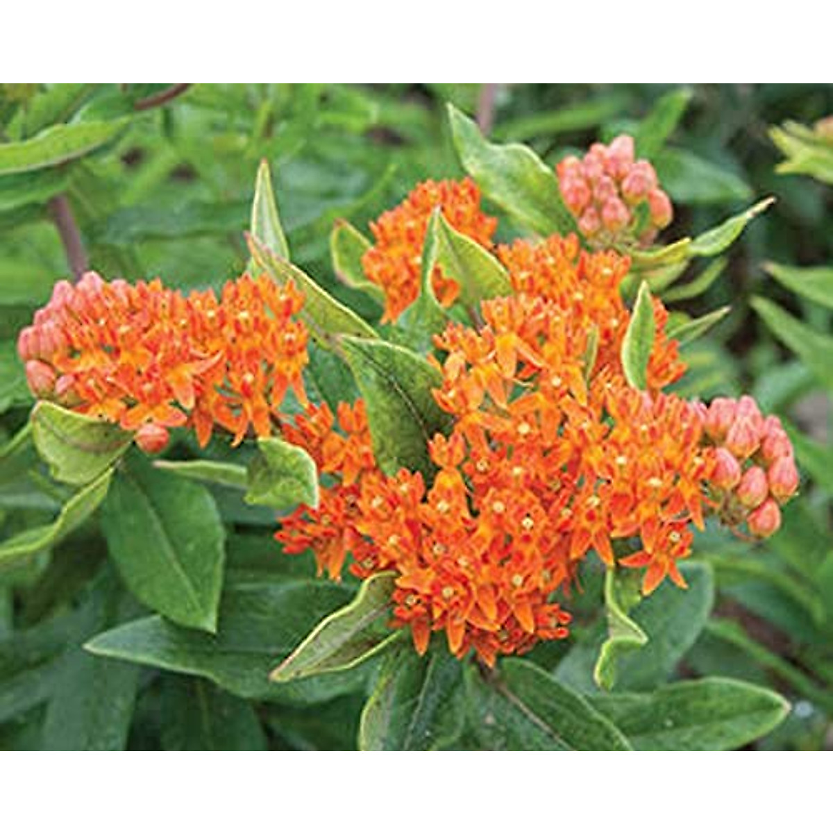 David's Garden Seeds Flower Asclepias Pleurisy Root 2233 (Orange) 100 Non-GMO, Heirloom Seeds