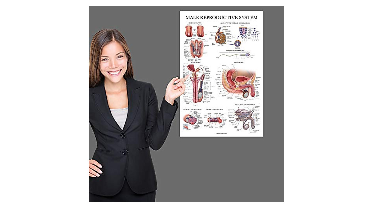 Laminated Male Reproductive System Anatomical Chart