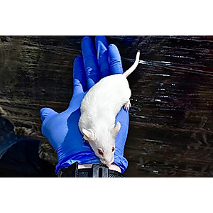 MiceDirect 40 Large Adult Mice: Pack of Frozen Large Adult Feeder Mice - Food for Corn Snakes, Ball Pythons, Lizards and Other Pet Reptiles - Freshest Snake Feed Supplies