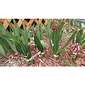 KINGLAKE 200 Pcs White Plastic Plant Tree Tags Nursery Garden Lables 2x20cm Wrap Around Hanging Tags Nursery Garden Stakes Large Writing Surface