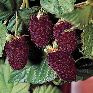 4 Boysenberry Trees Live Plants 5 to 7 Inches Planting Indoor Outdoor Ornaments Perennial Garden Simple to Grow Pot Gift
