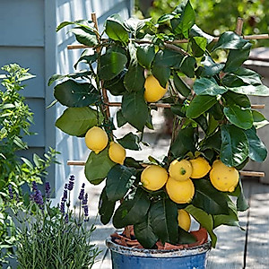 Garden State Bulb Meyer Lemon Tree, Citrus Live Plant (1 Gallon Growers Pot) Cannot Ship FL, AZ, CA, TX, LA
