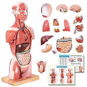 EVOTECH 2025 New Human Body Deluxe Musculature Model, 16 Pcs Removable 17 inch Human Torso Anatomy Model with Heart Head Skull Brain Skeleton Model for Medical Student, Lab & Classroom Use