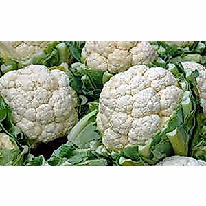 Cauliflower Seed, Snowball Y, Heirloom, Non GMO, 25 Seeds, Large, Delicious and Healthy