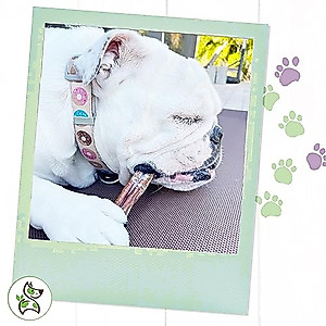 Nature Gnaws Mixed Bully Sticks for Small Dogs - Premium Natural Tasty Beef Bones - Simple Long Lasting Dog Chew Treats - Rawhide Free - 6 Inch