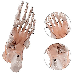 Foot Joint Model Human Foot Ankle Joint Model with Ligament Medical Science Life Size