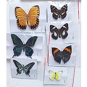 15 pcs of Real Dried Dead Butterflies with Spread Wings Shaped, Natural unmounted Butterfly specimens for Art, Decorations, Taxidermy and Gifts for Kids and Family(15 Pcs Butterfly)