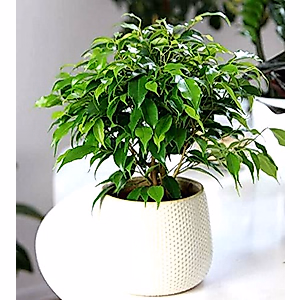 Ficus Benjamina Bonsai Weeping Fig Tree Benjamin Fig Ficus Tree Java Fig Chinese Banyan 20+ Seeds for Planting