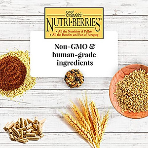 LAFEBER'S Classic Nutri-Berries Conure Food, Made with Non-GMO and Human-Grade Ingredients, for Conures (Classic 10 oz)