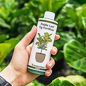 Perfect Plants Liquid Fiddle Leaf Fig Fertilizer | 8oz. of Premium Concentrated Indoor Ficus Food | Get Big Leaves and Healthy Plants