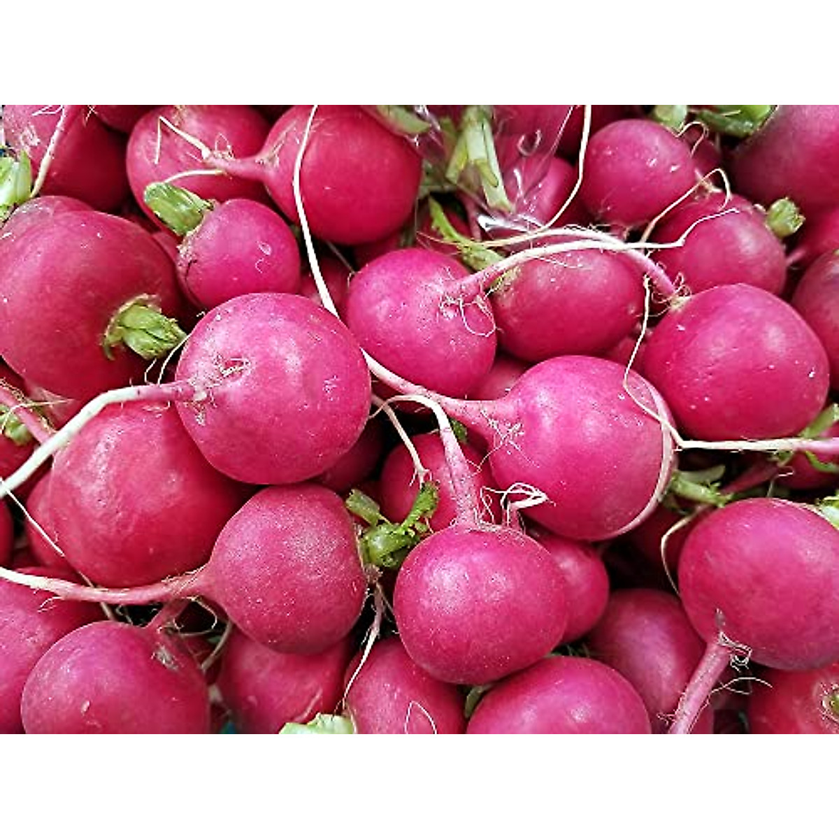 Pink Celebration Radish Seeds, 100+ Heirloom Seeds Per Packet, (Isla's Garden Seeds), Non GMO Seeds, Botanical Name: Raphanus sativus