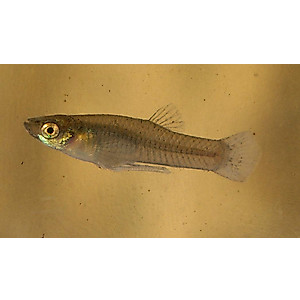 Beauty Yi 20+ Live Gambusia Mosquito Fish Aquarium Pond Feeder Fish Guppy Pet Guppies Bait (Guaranteed to Have Adult Male and Female!!)