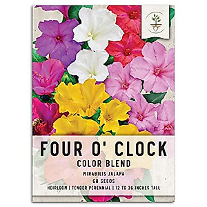 Seed Needs, Four O' Clock Seeds for Planting Color Blend (Mirabilis Jalapa) Single Package of 60 Seeds - Heirloom & Open Pollinated