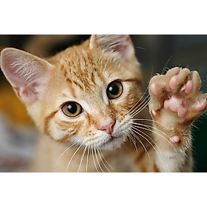 Joint Pain Cats - Hip and Joint - for Cats - Health and Care - CHEWABLE - Joint Supplements Cats - 3 Bottle (360 Chews)