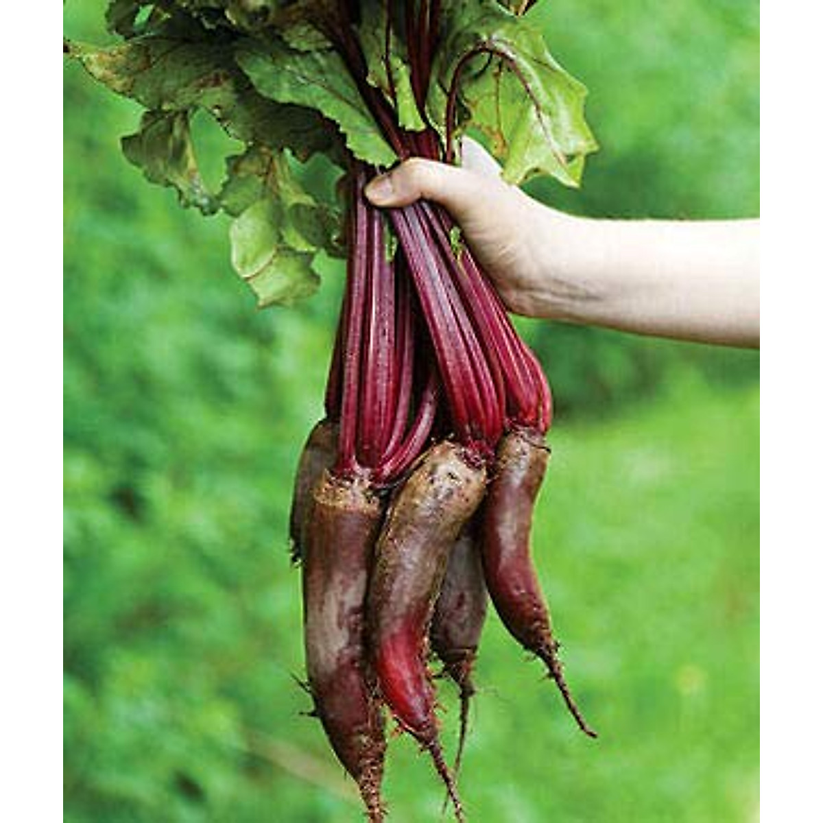 Cylindra Beet Seeds for Planting, 100+ Heirloom Seeds Per Packet, (Isla's Garden Seeds), Non GMO Seeds, Botanical Name: Beta vulgaris 'Cylindra', Great Home Garden Gift