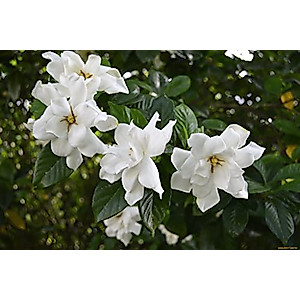 Gardenia Seeds, White Fragrant Blooms and Glossy Green Foliage-50 Seeds