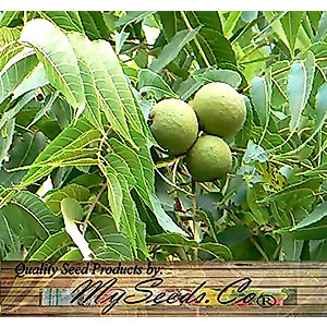 25 Seeds x Black Walnut Tree Nut Seeds, Juglans nigra - Northern - Hardy to Zone 5 - by MySeeds.Co (25 Seeds)