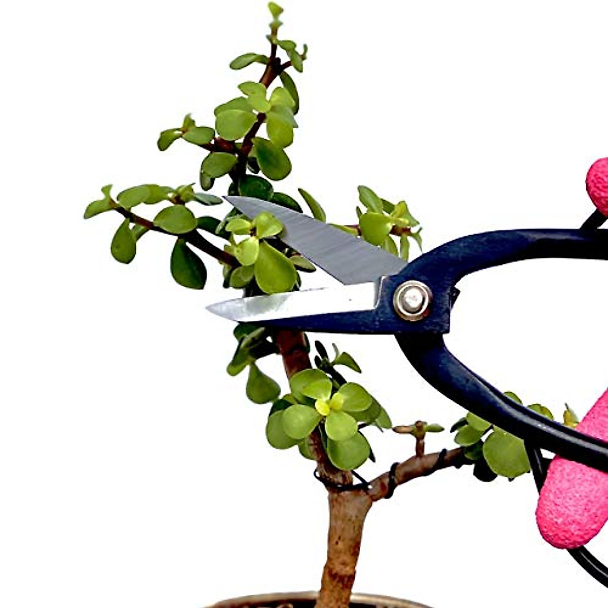 7.3” Bonsai Scissors, for Bonsai Gardening. Bonsai Shears. Bonsai Pruning with a High Carbon Steel Blade. Ergonomic Design That Provide Precision Trimming.