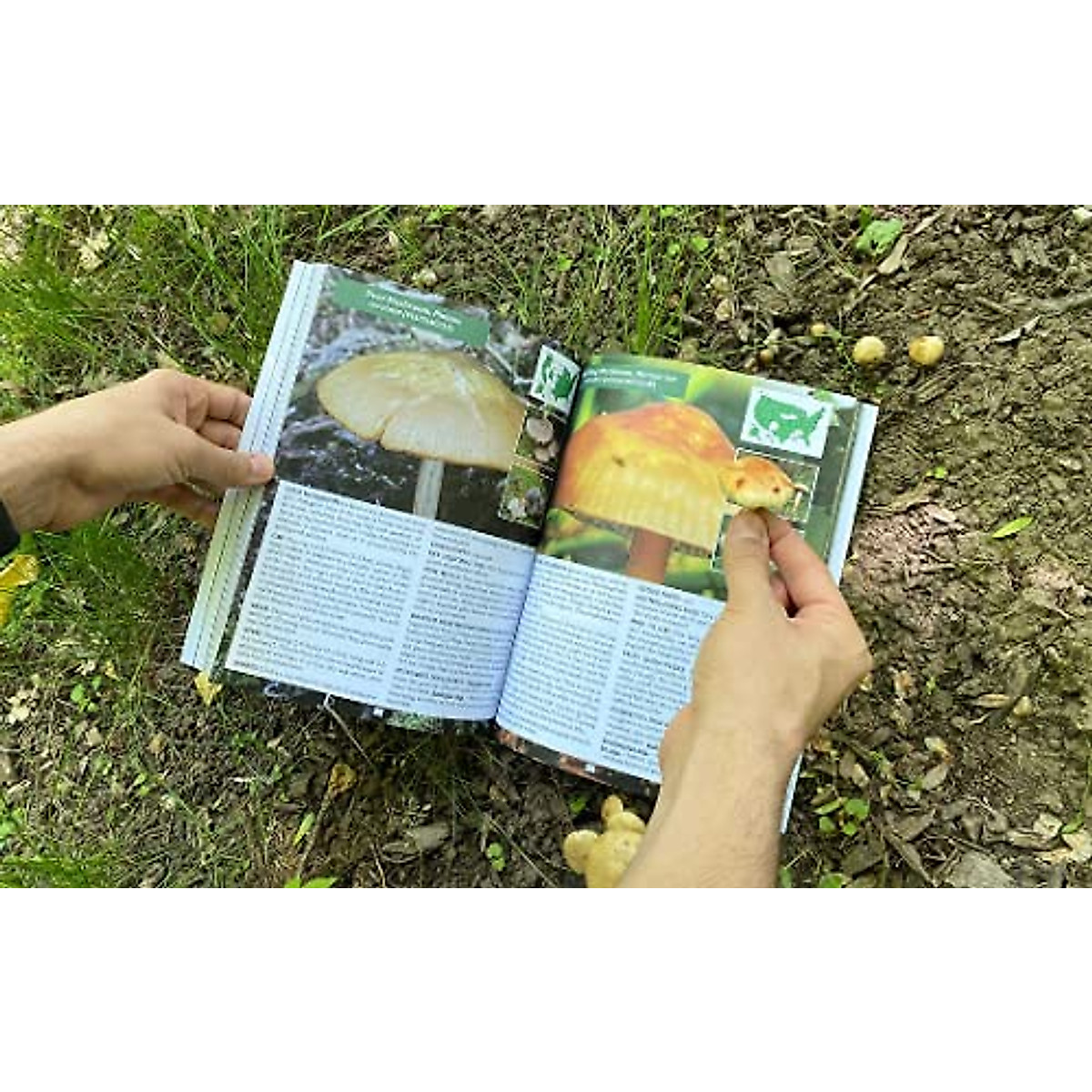 The Forager’s Guide to Wild Foods