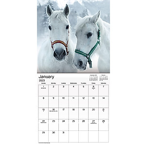 2023 Horses Mini Wall Calendar