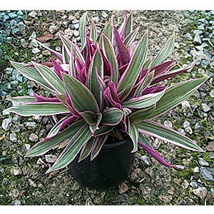 Tricolor Moses in the Cradle Plant - Rhoeo - Great House Plant - 4.5" Pot