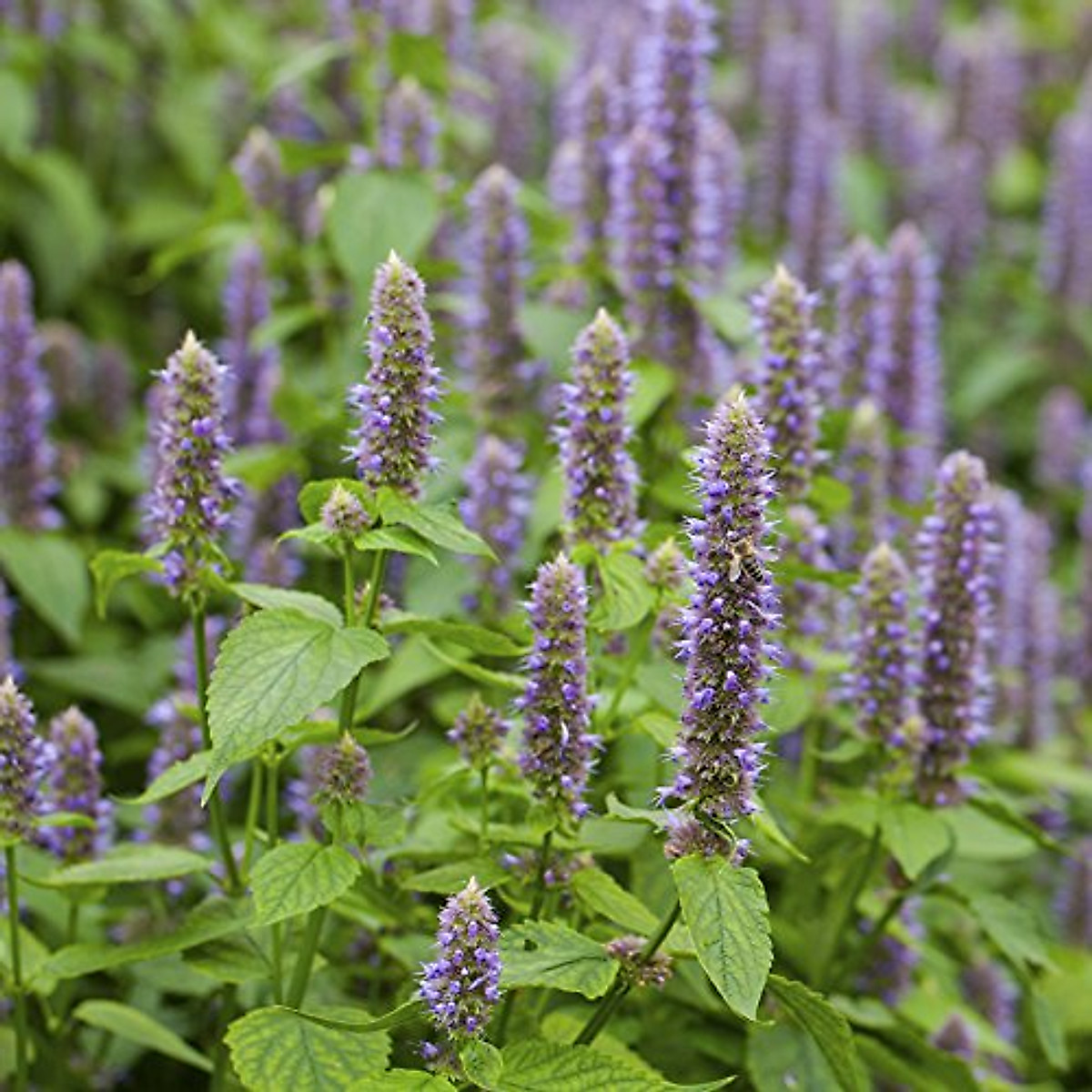 Outsidepride Agastache Anise Hyssop Herb Garden Plant Seed - 10000 Seeds