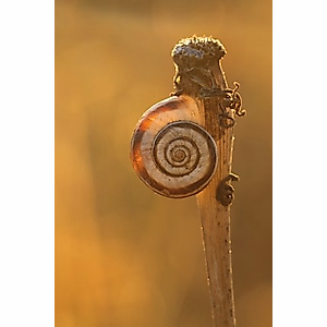 Tamron AFF004N700 SP 90MM F/2.8 DI MACRO 1:1 VC USD For Nikon 90mm IS Macro Lens for Nikon (FX) Cameras - Fixed