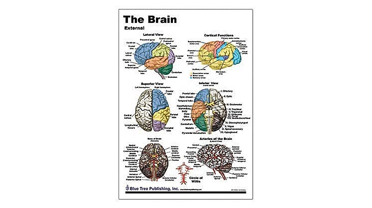 Brain Anatomical Chart - Double-Sided, Laminated & Dry Erase