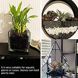 Black Pebbles for Plants 3lb Bulk Bag 1"- 1.5" Aquarium Gravel Decorative Polished Stone Natural River Rocks for Fish Tank…