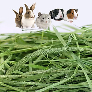 Ohcool Timothy Hay 2.2LBS - Premium Hay for Rabbits Tortoise Guinea Pig Chinchilla - Dust Free Natural Fresh Hay (1.1 lbs, 2 Pack)