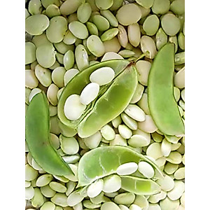 Burpee Improved Lima Bush Bean Seeds for Planting, 30+ Heirloom Seeds Per Packet, (Isla's Garden Seeds), Non GMO Seeds, Botanical Name: Phaseolus lunatus, Great Home Garden Gift