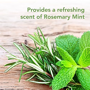 Raid Essentials Ant, Roach & Spider Killer Aerosol Spray, Child & Pest Safe, Kills Insects Quickly, for Indoor Use 10oz