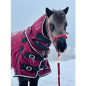 Star Point Horsemanship Mini-Pony Horse Ripstop Waterproof Windproof Blanket Hooded Lightweight Turnout Rain Sheet Breathable Lining 1200 Denier Material 220 Fill (46-48", Teal)