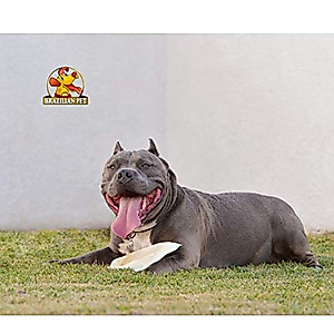 Brazilian Pet 100% Natural - Over 6 inches- Real Cow Ears (50 Pack) Prime Dog Chews, Free Range Grass Fed Cattle