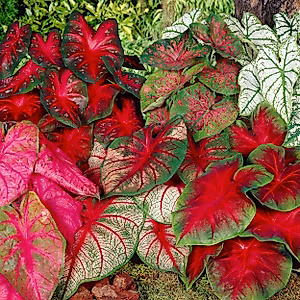 Garden State Bulb Mixed Caladium Bulbs, Bare Roots (Bag of 20)