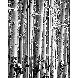 Benjara 3 Panel Canvas Foldable Screen with Birch Print, Black and White