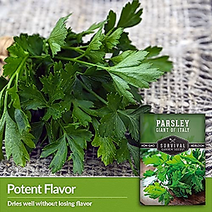 Survival Garden Seeds - Giant of Italy Parsley Seed for Planting - Packet with Instructions to Plant and Grow Italian Flat Leaf Parsley Herbs in Your Home Vegetable Garden - Non-GMO Heirloom Variety