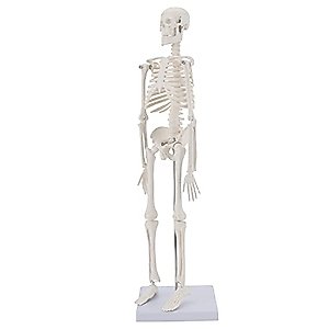 MIIRR Human Skeleton Anatomical Model, 17.7'' Mini Size Medical Skeleton Model with Movable Arms and Legs, Easy to Carry and Display for Anyone Study and Teaching