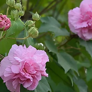 CHUXAY GARDEN Pink Confederate Rose Seed 25 Seeds Mutabilis Deciduous Shrub Lovely Pink Flowering Plant Wonderful Choice for Garden