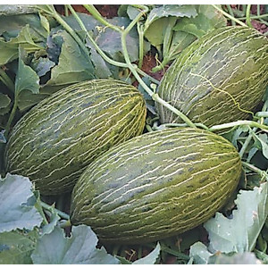 CHUXAY GARDEN Piel de Sapo Melon Seed,Christmas,Santa Claus Melon 15 Seeds Juicy Sweet Fruit Edible Melon Healthy Gardening Gifts