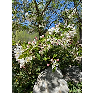 Sargent Crabapple Plant Live, Crab Apple Tree Dormant Qt Pot 10-16 Inc Tall to Grow Pots
