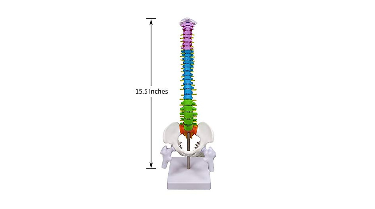 Mini Color Coded Human Spine Model for Education & Demonstration