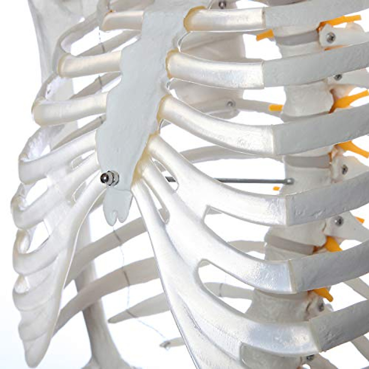 Axis Scientific Flexible Life-Size Skeleton Anatomical Model, Bundle ...