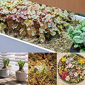 150 Grams Natural Sphagnum Moss Orchid Potting Mix, Organic Carnivorous Dried Peat Moss, Plant Supplies for Indoor Potting Soil, Perlite Blend, Reptile Bedding 3 Quart Sized Bag(Appx.5oz) by Giftape