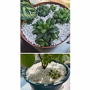 10QT Organic Perlite Horticultural Soil Amendment for Plants and Enhanced Drainage Enhanced