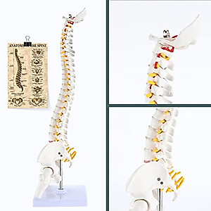 HINGONS Miniature Spine Anatomy Model, 15.5" Mini Vertebral Column Model Details Vertebrae, Spinal Nerves, Lumbar & Pelvis, with Stand for Medical Students and Chiropractors (Includes Product Manual)
