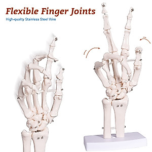 faruijie Hand Skeleton Model - Medical Human Finger Bone Anatomy Bendable Right Hand Skeleton with Articulated Joints Wrist Ulna and Radius