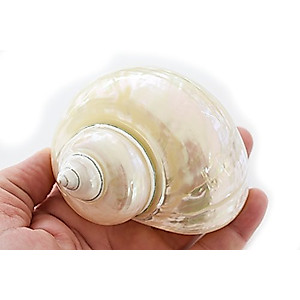 Florida Shells and Gifts Inc. Large Polished Pearl Turbo (3" - 3 1/2") 1 1/2" Opening Beach Crafts Nautical Decor Large Hermit Crabs