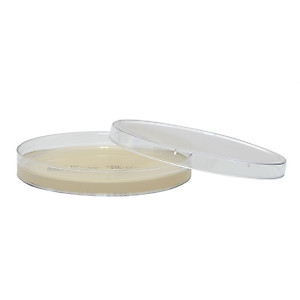 Sabdex (Sabouraud Dextrose) Agar, USP, for Cultivation of Yeast and Fungi, 15x100mm Plate, Order by The Package of 10, by Hardy Diagnostics